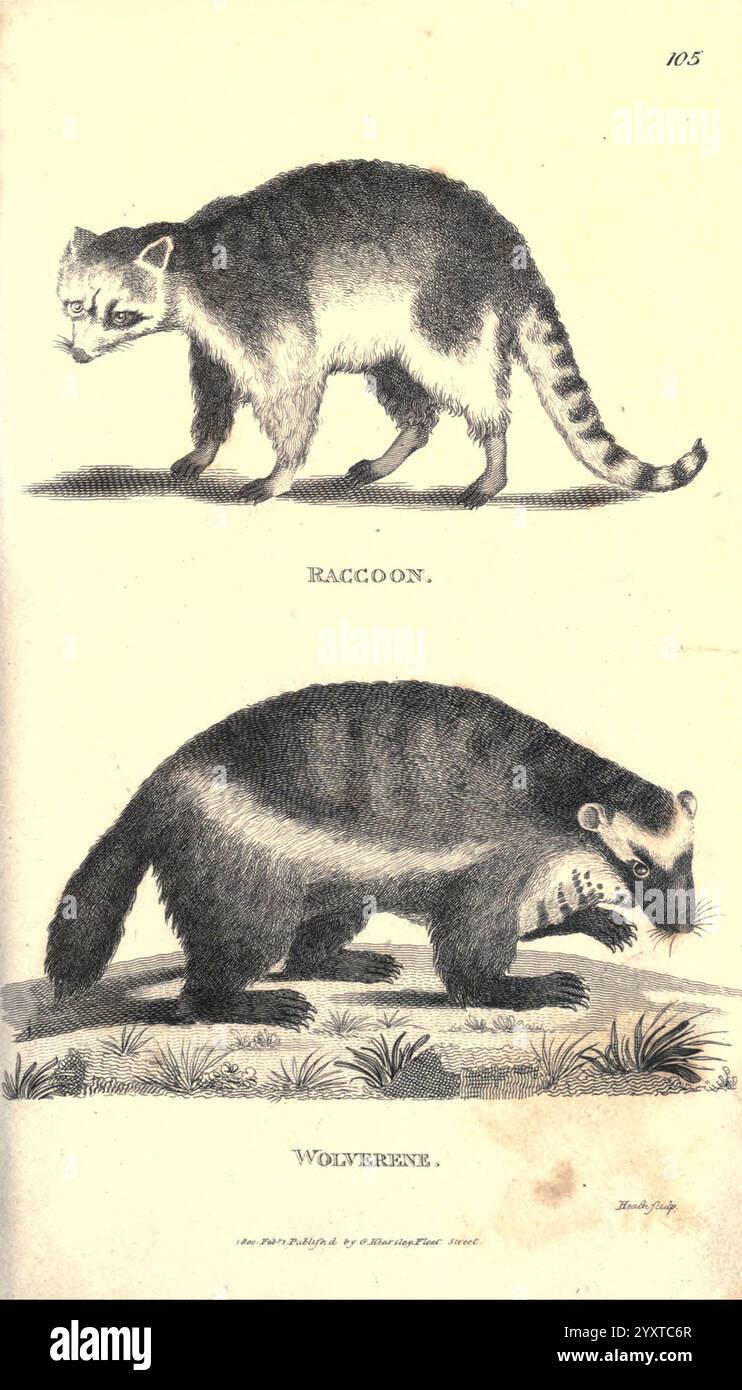 General zoology, or Systematic natural history pt. 2, London, Printed ...