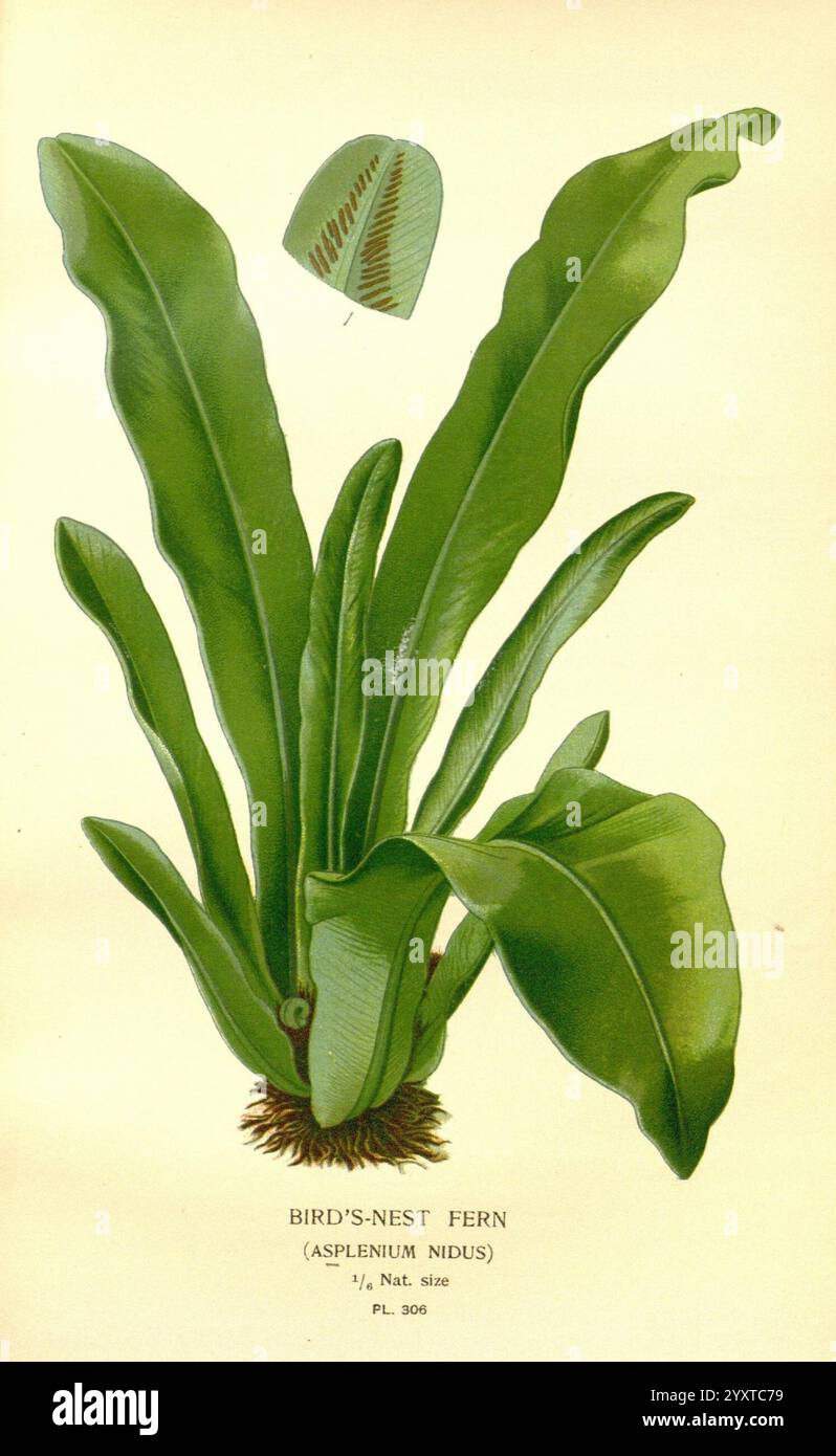 Favourite flowers of garden and greenhouse, London and New York ...