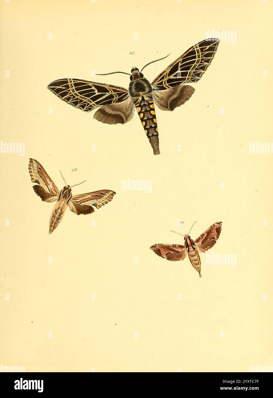 Three beautifully illustrated moths hi-res stock photography and images ...