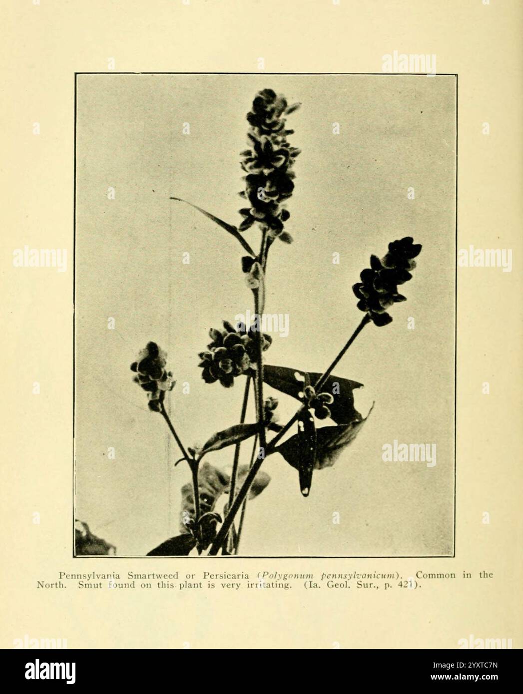 Slender plant features hi-res stock photography and images - Alamy