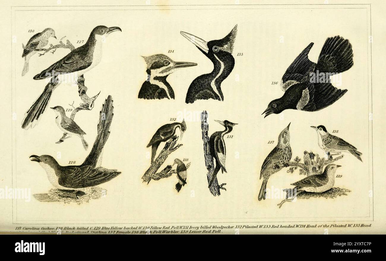 Appreciation of avian diversity hi-res stock photography and images - Alamy