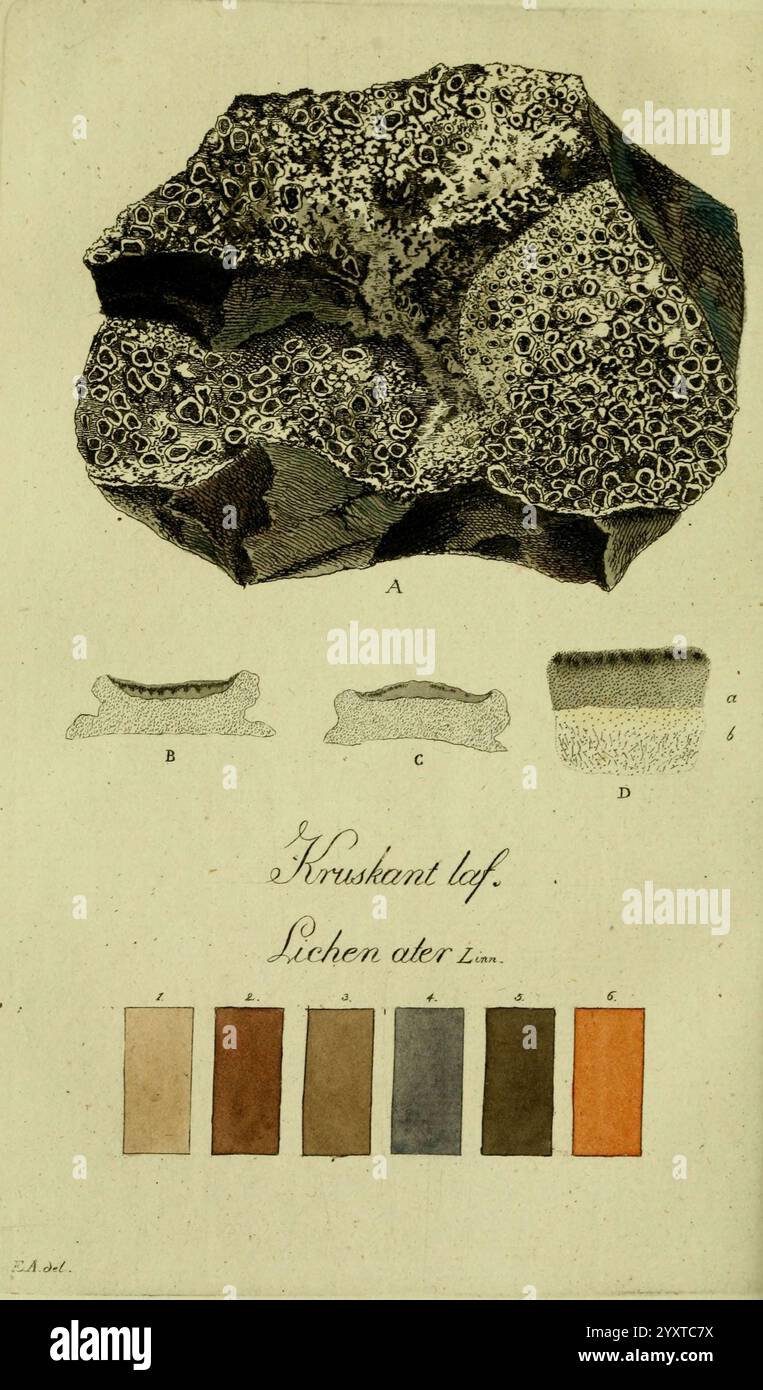 Lichens characteristics hi-res stock photography and images - Alamy