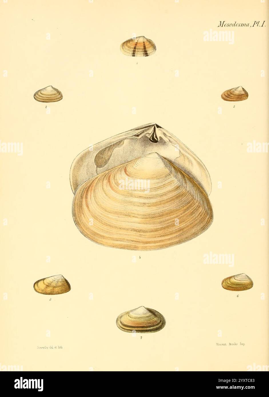 Various bivalve species hi-res stock photography and images - Alamy