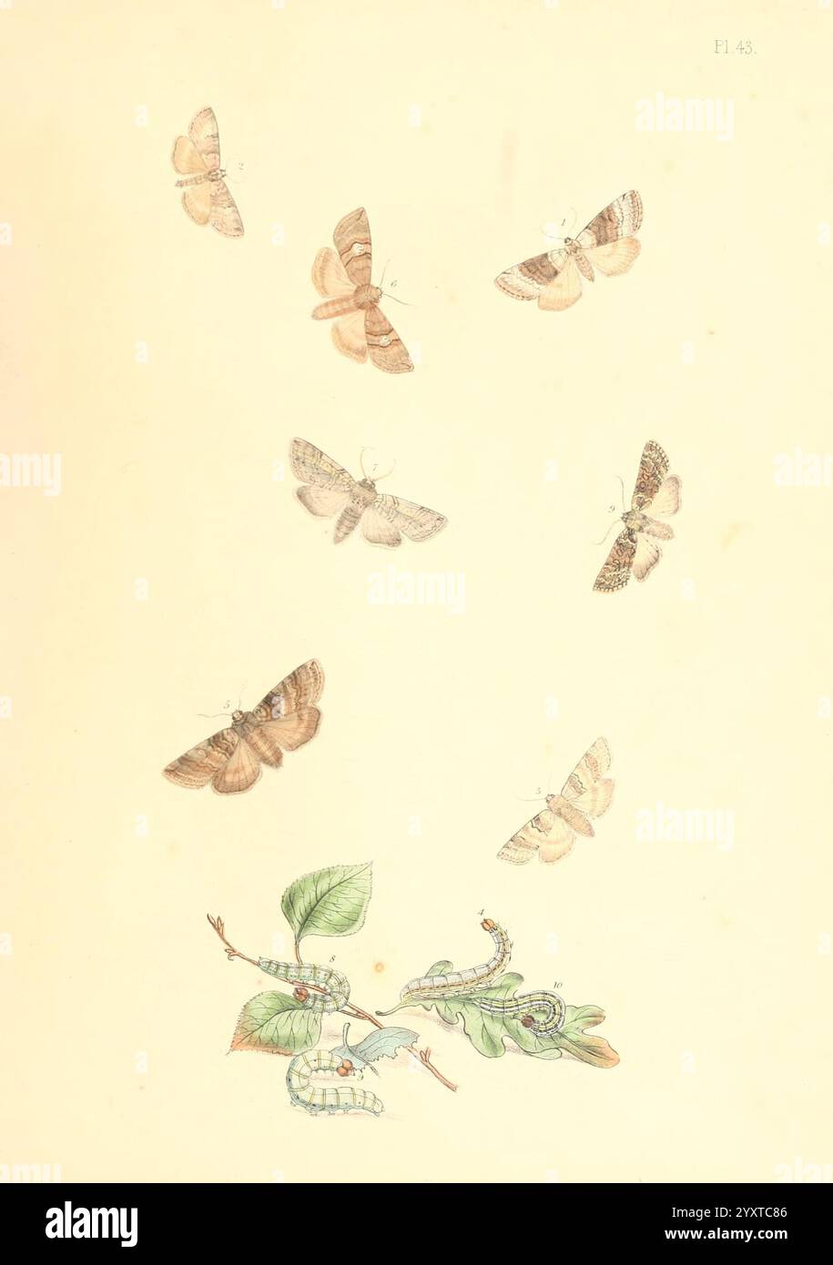 Artwork features several moths hi-res stock photography and images - Alamy