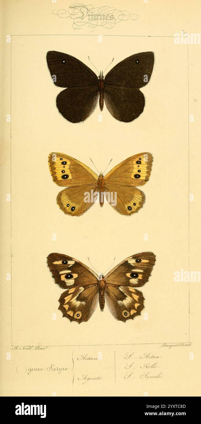 Butterfly boasts hi-res stock photography and images - Alamy