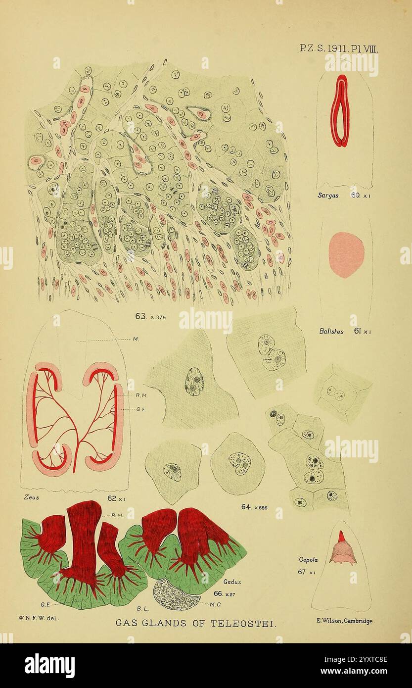 Teleost fish physiology hi-res stock photography and images - Alamy