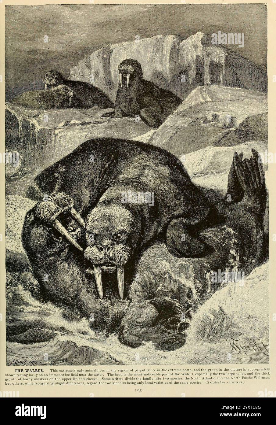 Prominent walrus hi-res stock photography and images - Alamy