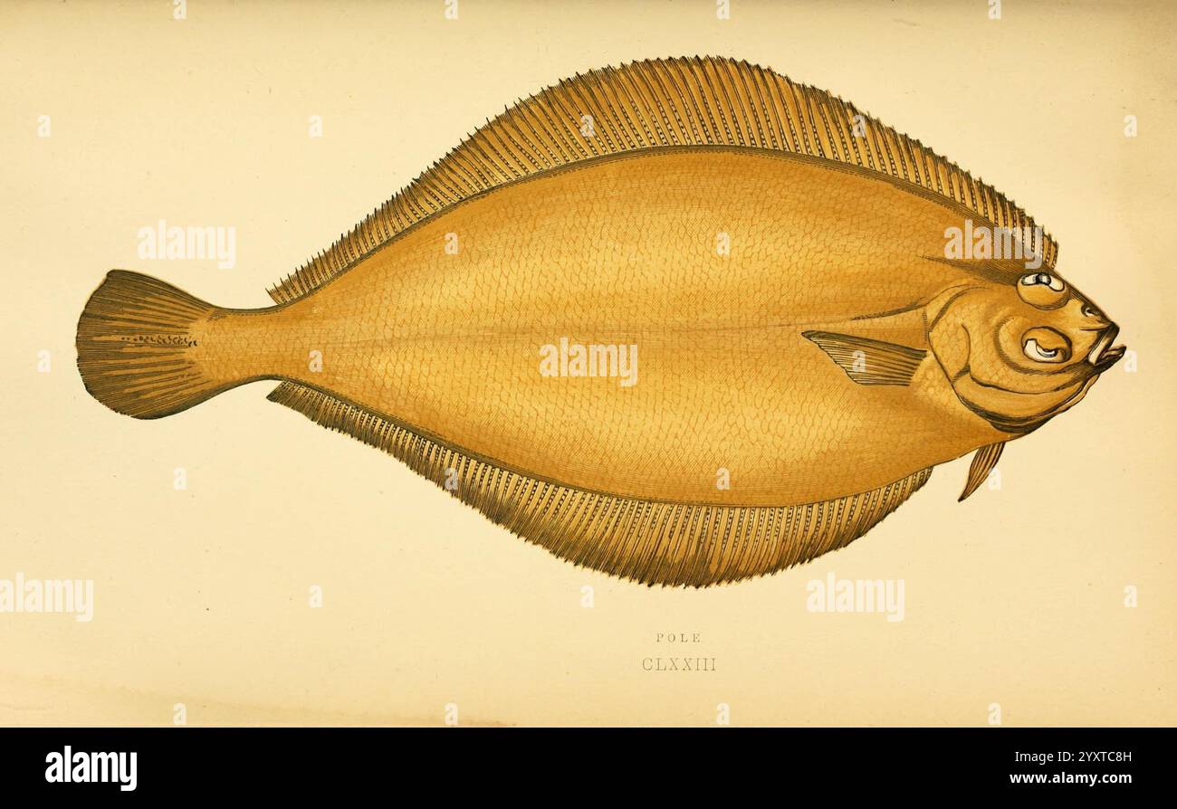 Fish prominently displays hi-res stock photography and images - Alamy