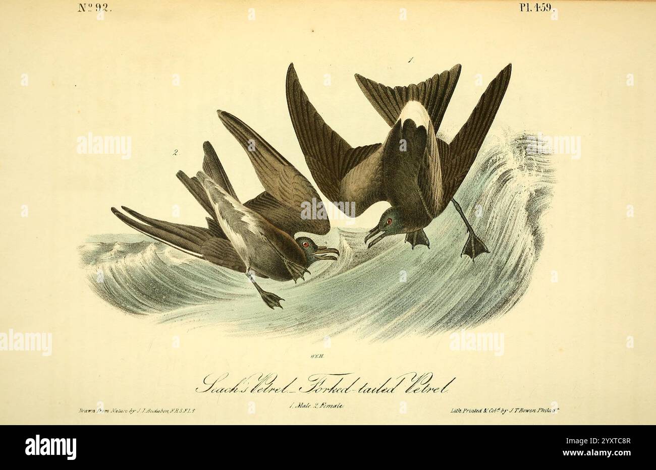 Bird displays distinctive features hi-res stock photography and images ...