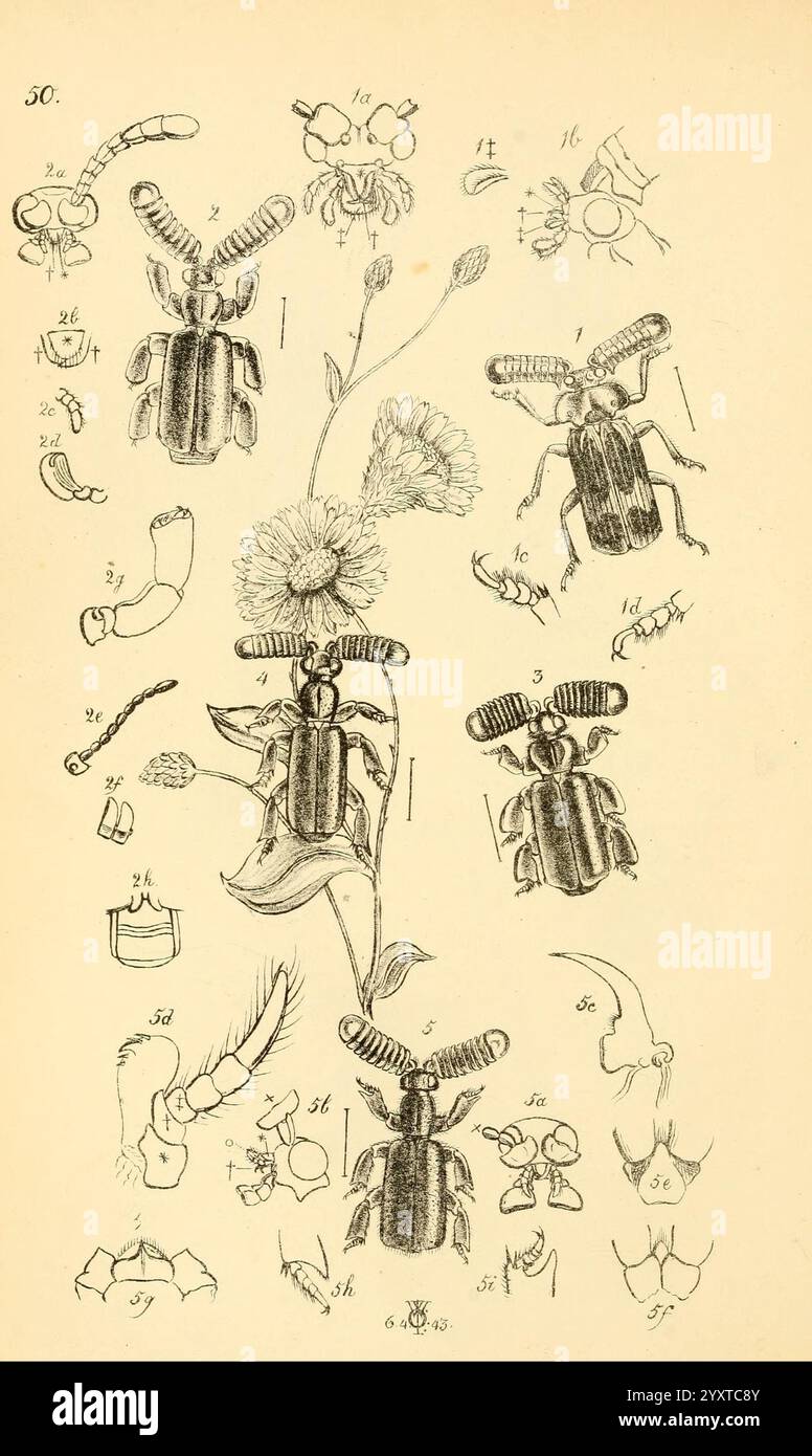Classification of entomological subjects hi-res stock photography and ...