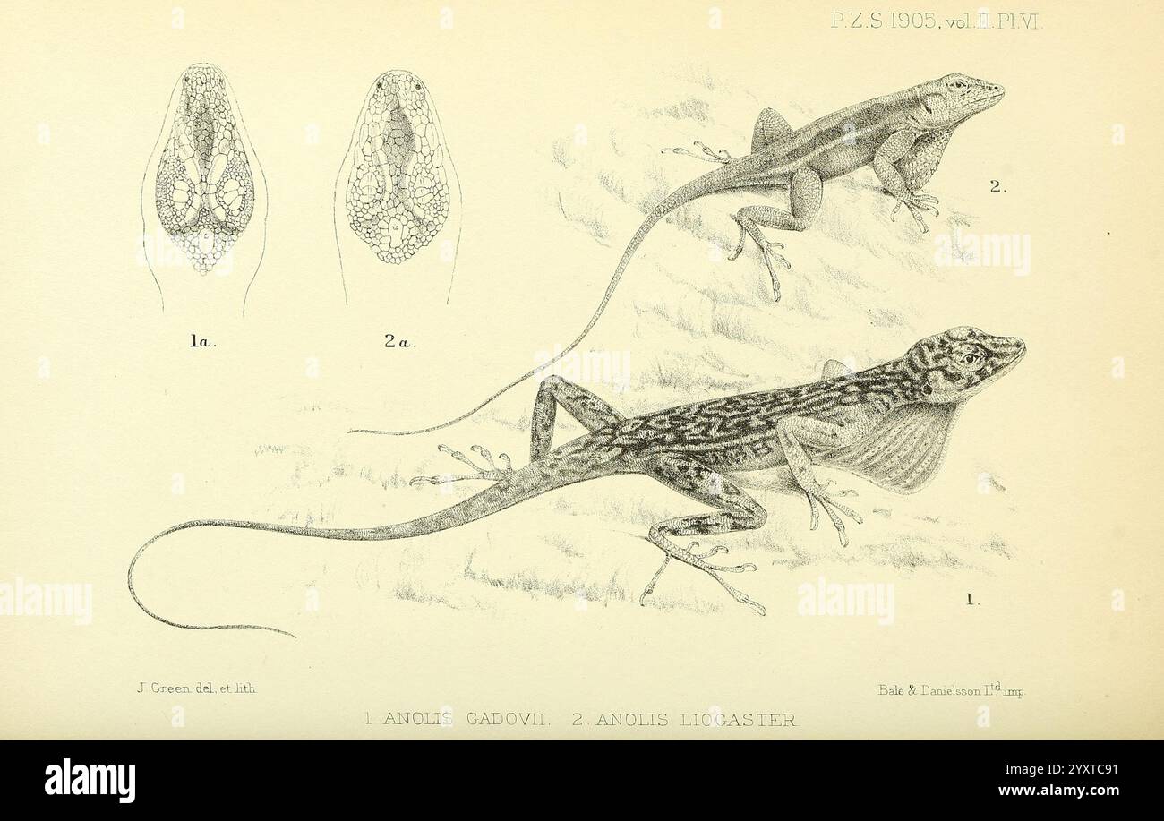 Proceedings of the Zoological Society of London London Academic Press ...