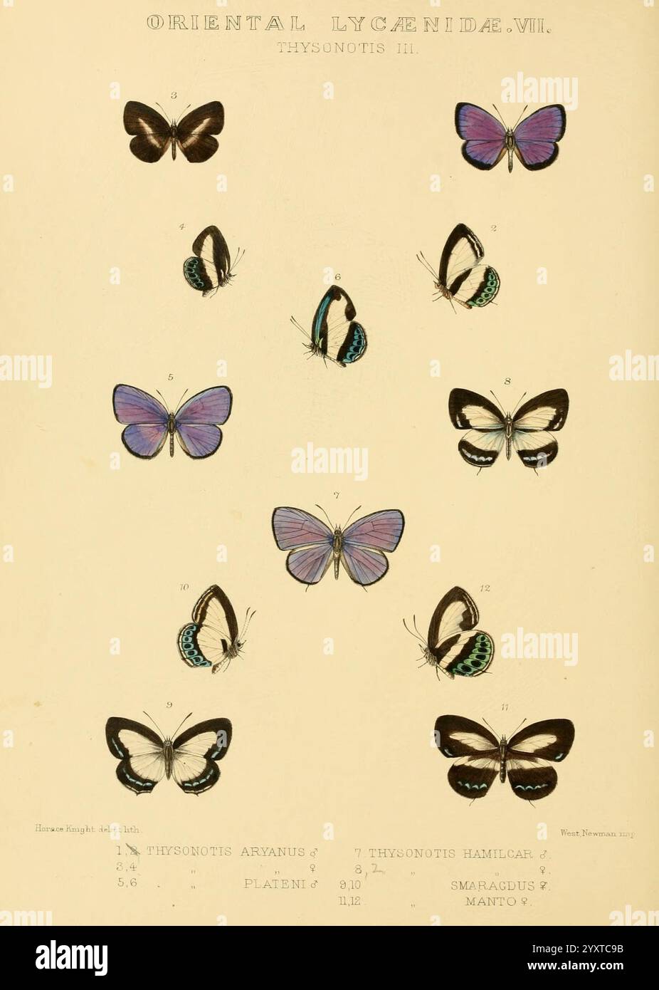 Butterfly showcases unique color patterns hi-res stock photography and ...