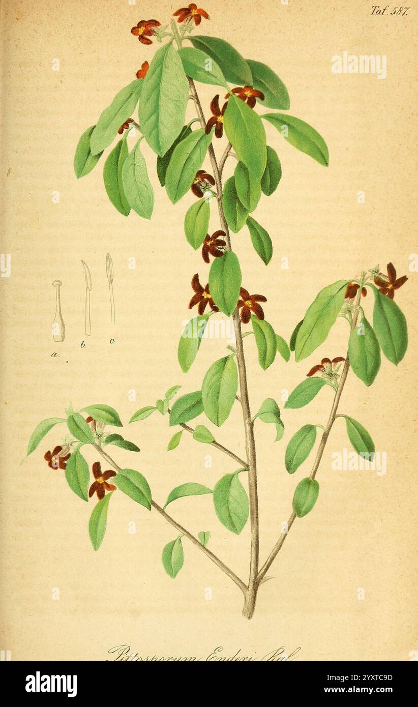 Gartenflora, Erlangen, F. Enke, 1852-1940, botany, gardening, Germany ...