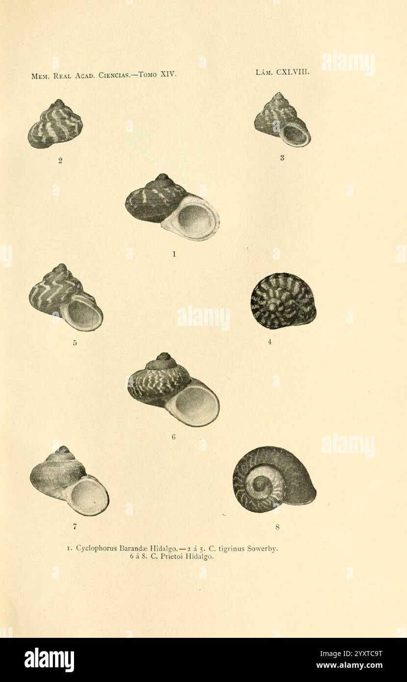 Cyclophorus imbricatus hi-res stock photography and images - Alamy