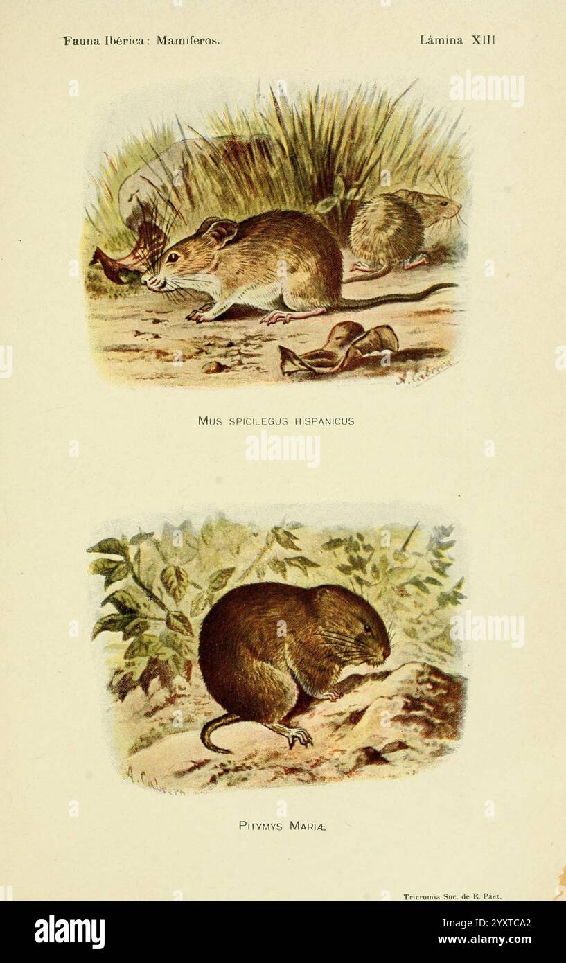 Mamiferos madrid hi-res stock photography and images - Alamy