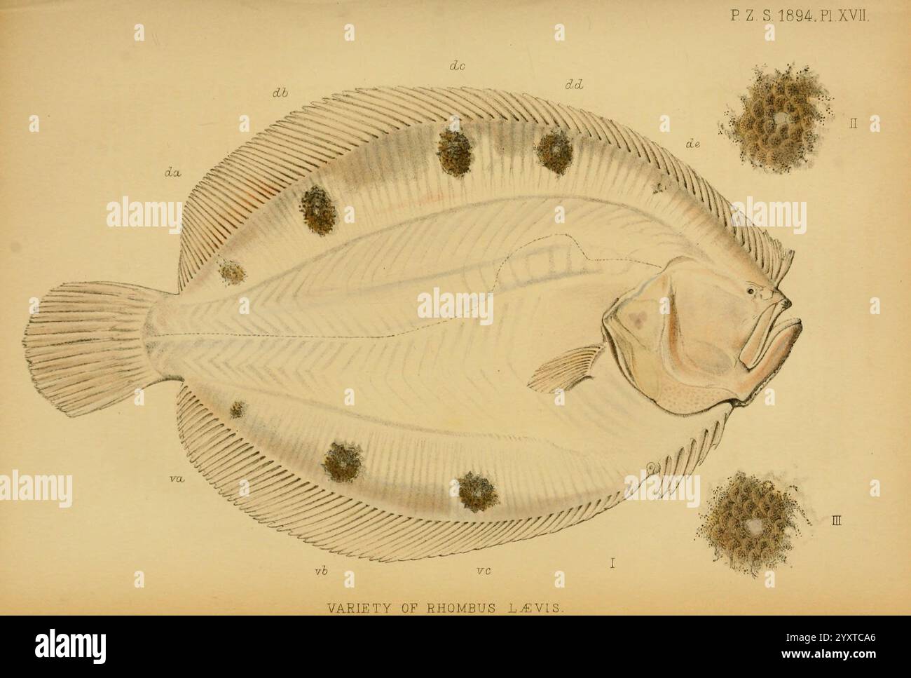 Fishs natural habitat hi-res stock photography and images - Alamy