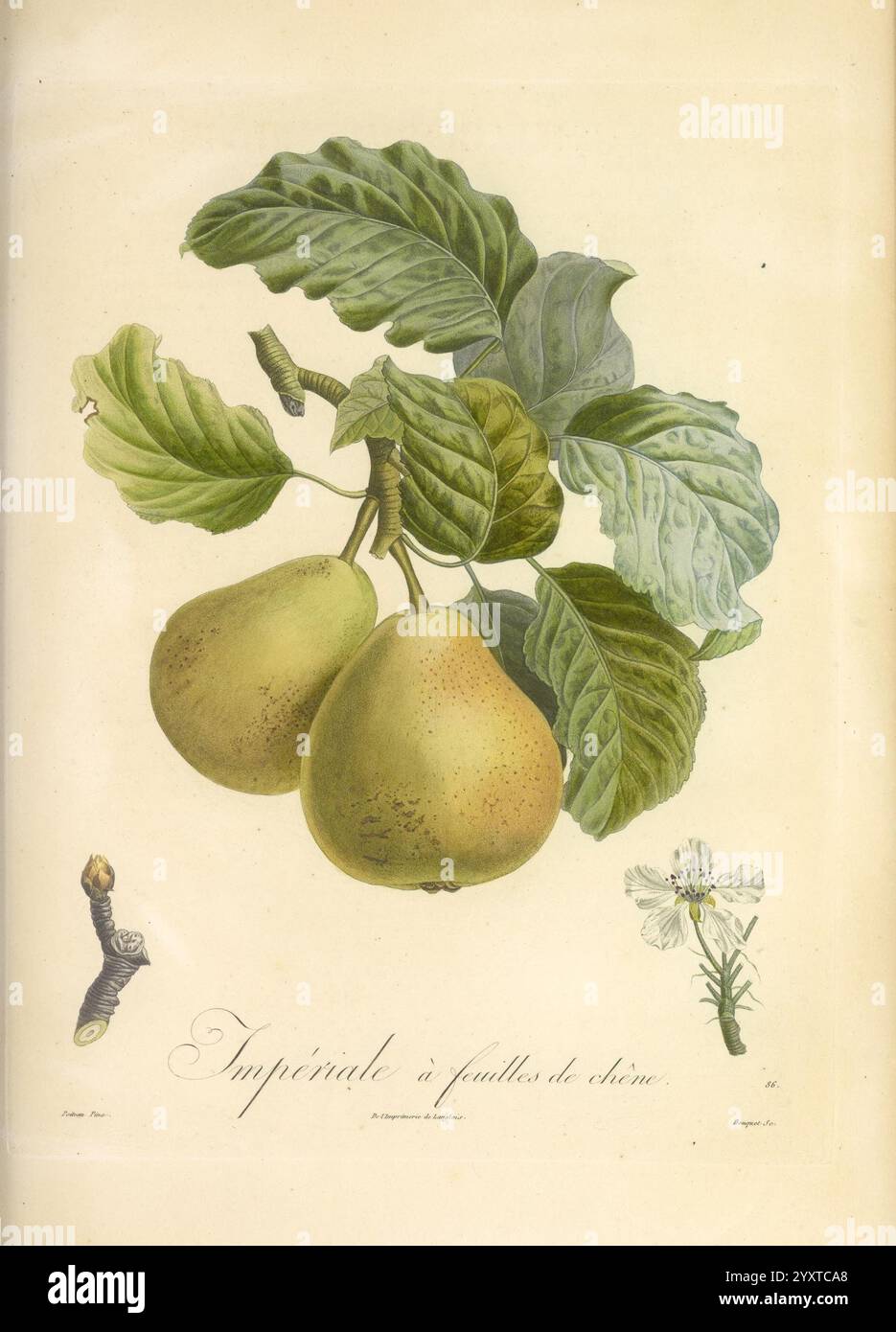 Pears represented hi-res stock photography and images - Alamy