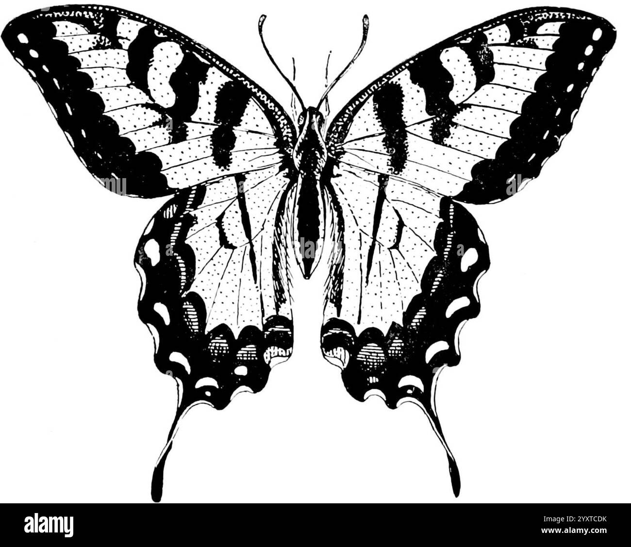 Duskflyers hi-res stock photography and images - Alamy