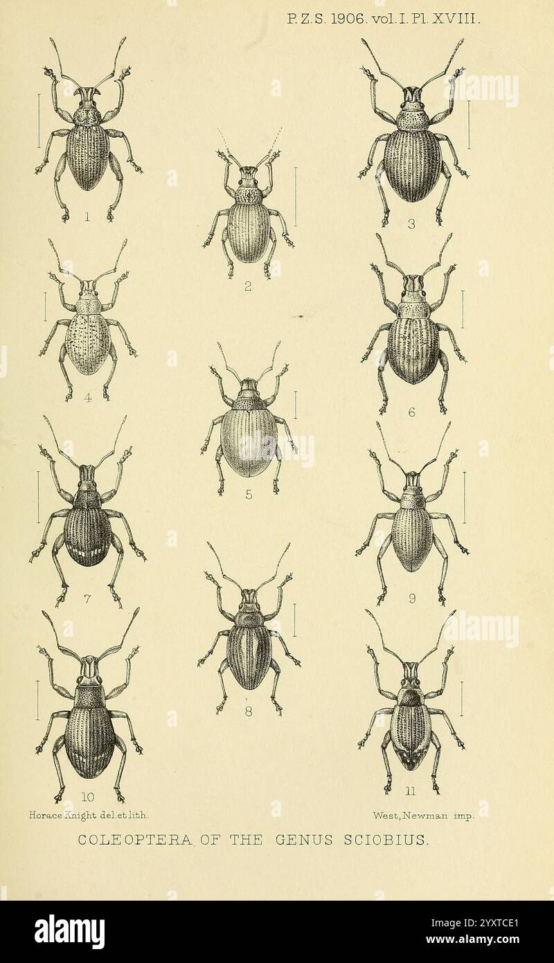 Classification of beetles within hi-res stock photography and images ...