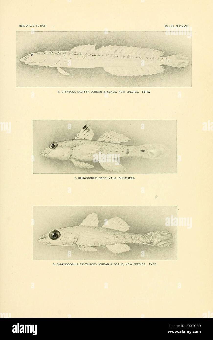 Prominent fin structure hi-res stock photography and images - Alamy