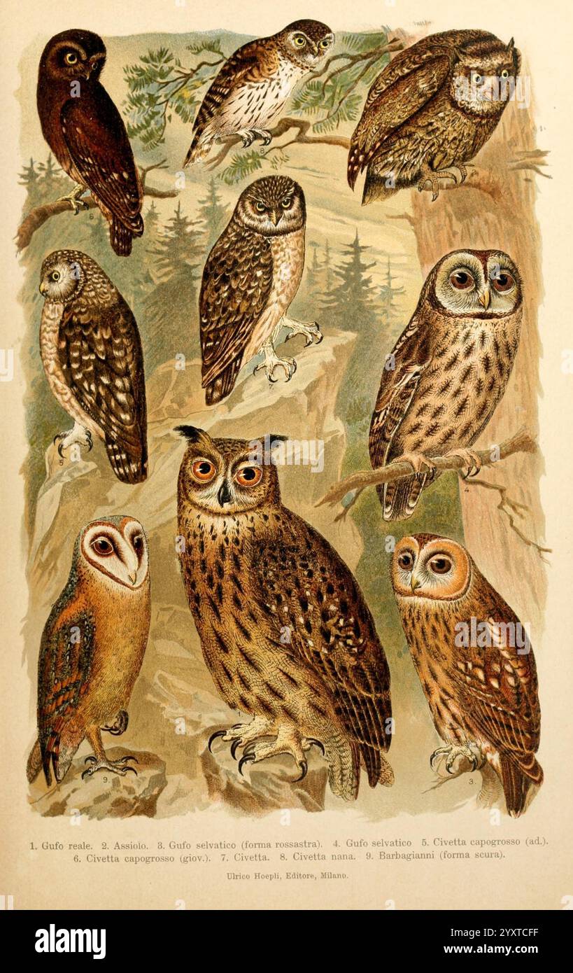 Ten distinct species hi-res stock photography and images - Alamy