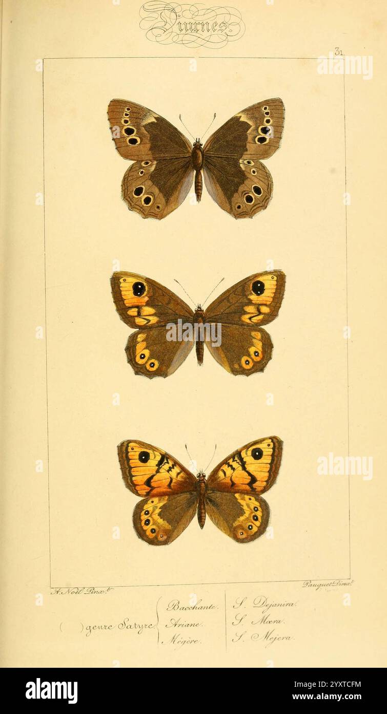 Display features three beautifully illustrated butterflies hi-res stock photography and images ...