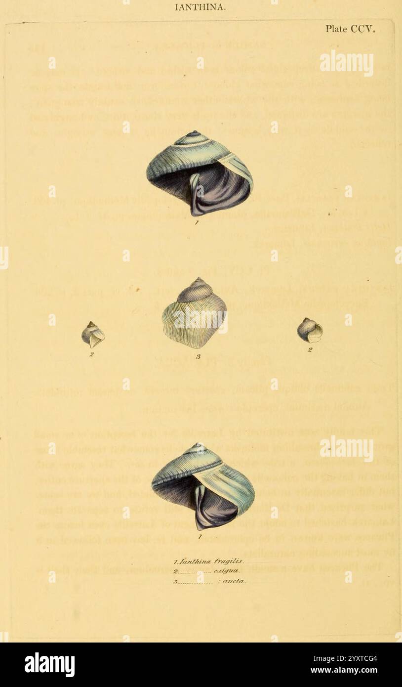 Conchologia systematica, or Complete system of conchology London ...