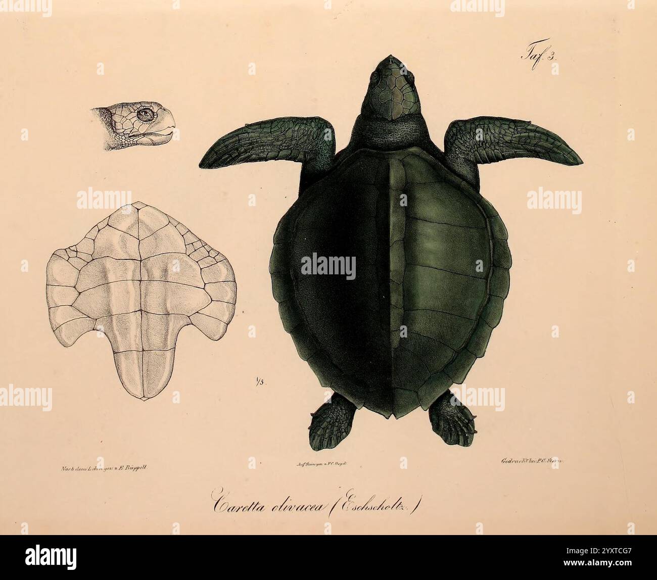 Elongated limbs adapted hi-res stock photography and images - Alamy