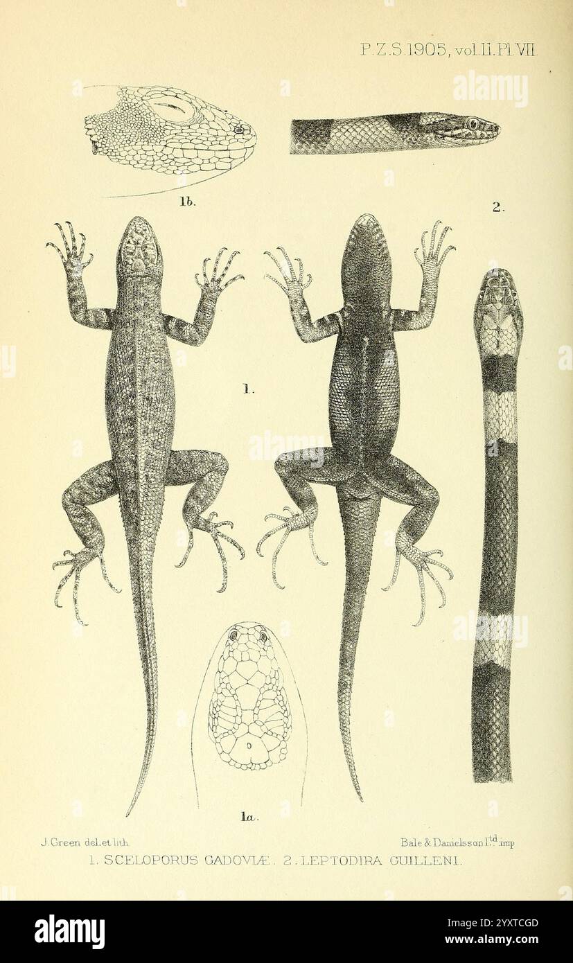 Proceedings of the Zoological Society of London, London, Academic Press ...