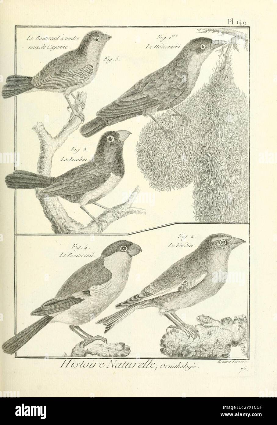 Tableau encyclopédique et méthodique des trois règnes de la nature A ...