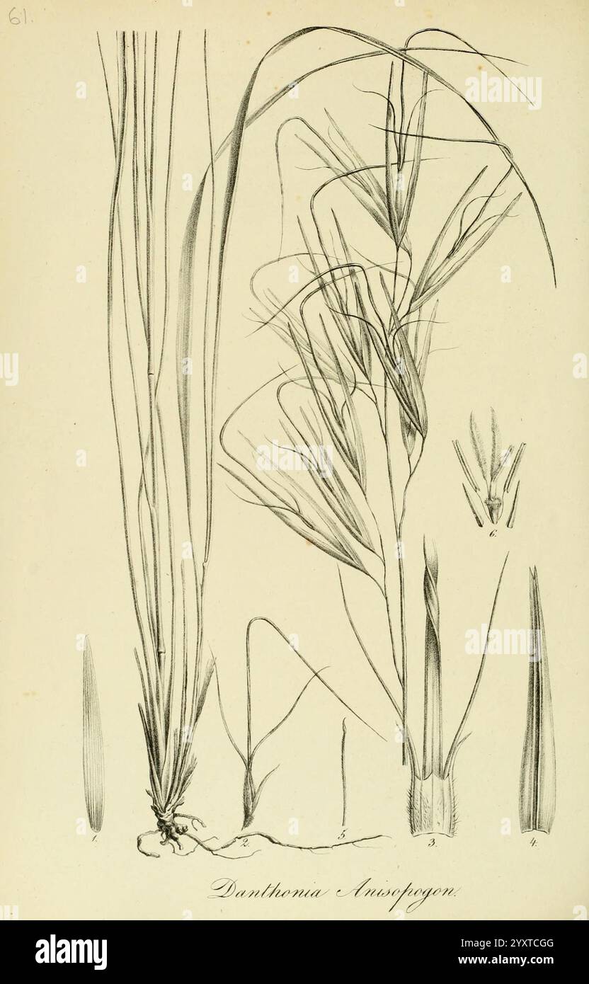 Species Graminum, Petropoli, Impensis Academiae Imperialis Scientiarum ...