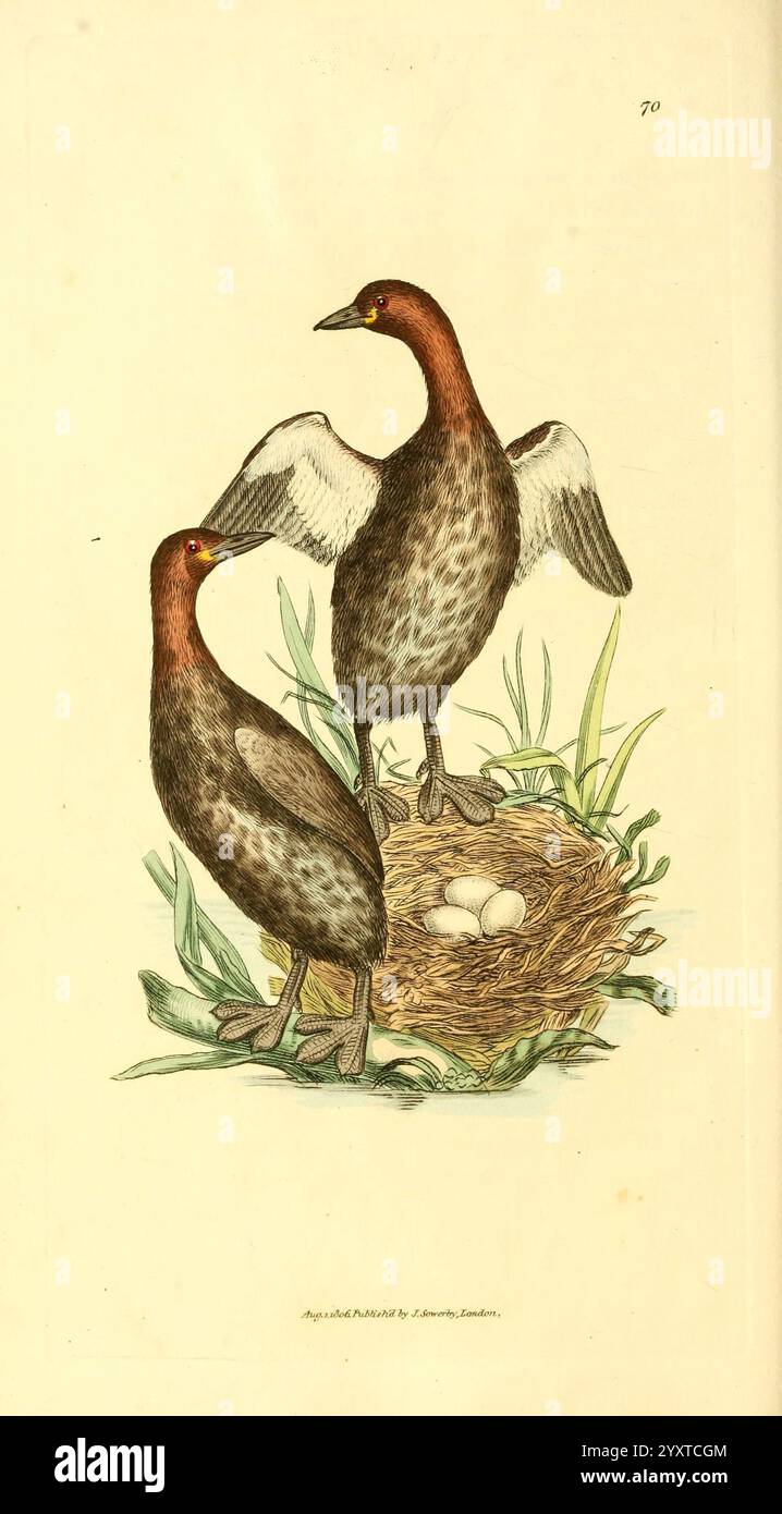 Modest nest hi-res stock photography and images - Alamy