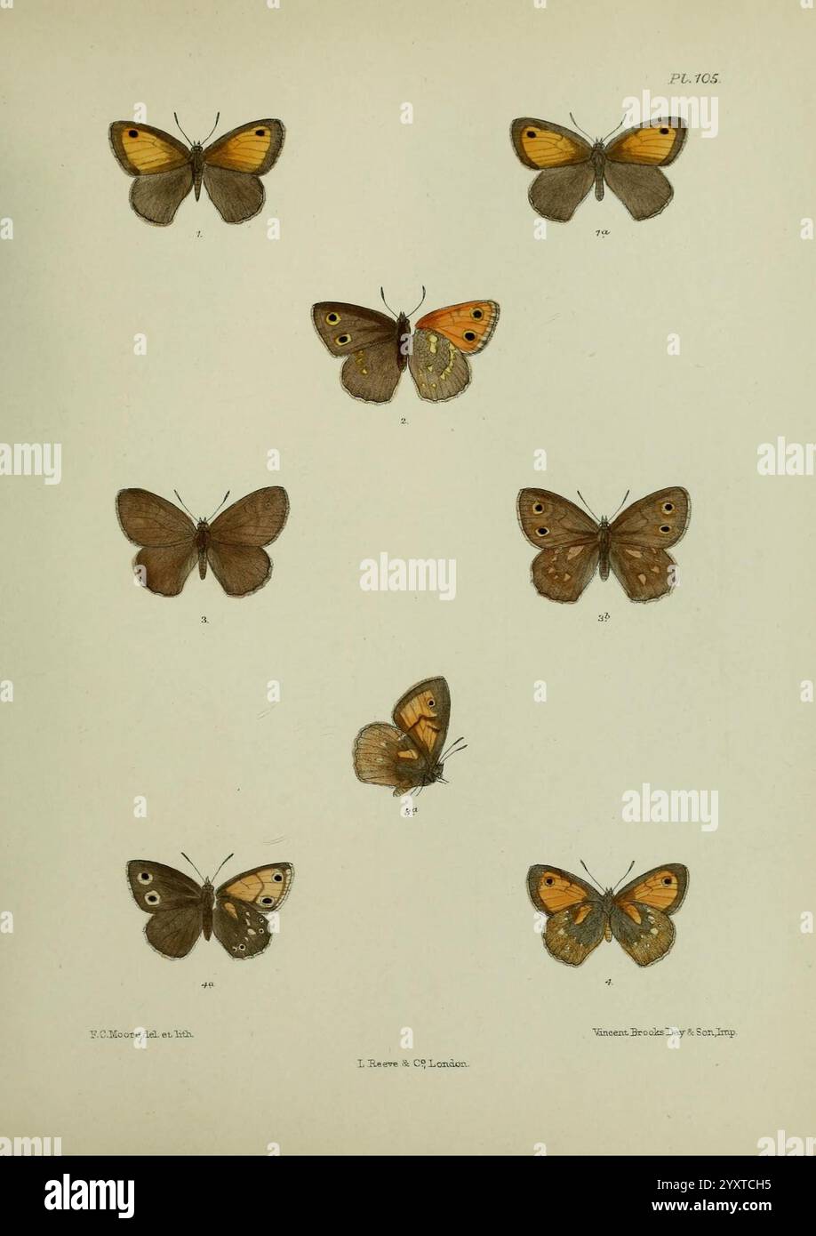 Lepidoptera indica London, 1890-1913 India Lepidoptera Frederic C Moore ...