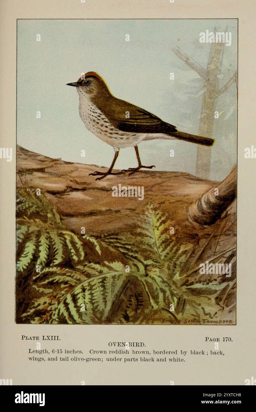 Bird-life, a guide to the study of our common birds, New York, Appleton ...
