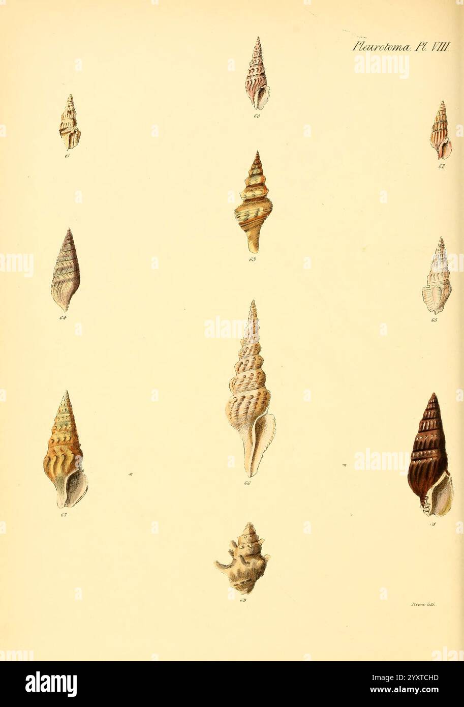 Conchologia Iconica, or Illustrations of the Shells of Molluscous ...