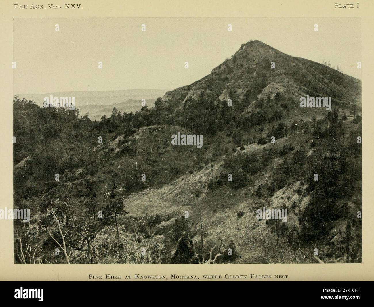 The Auk Washington, D.C. American Ornithologists' Union etc. 1884 ...