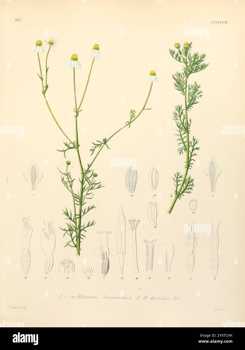 Genus matricaria hi-res stock photography and images - Alamy