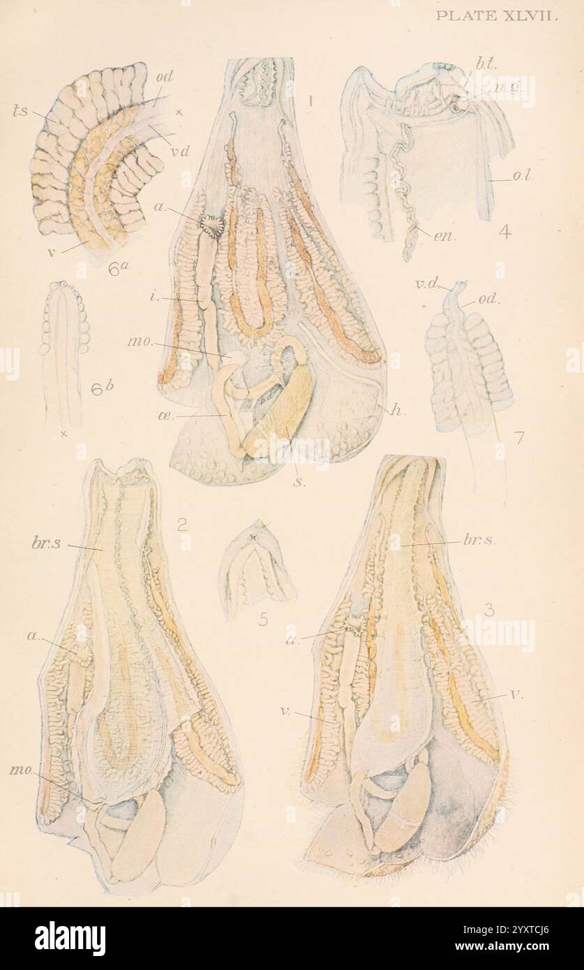 Showcasing various internal structures hi-res stock photography and ...