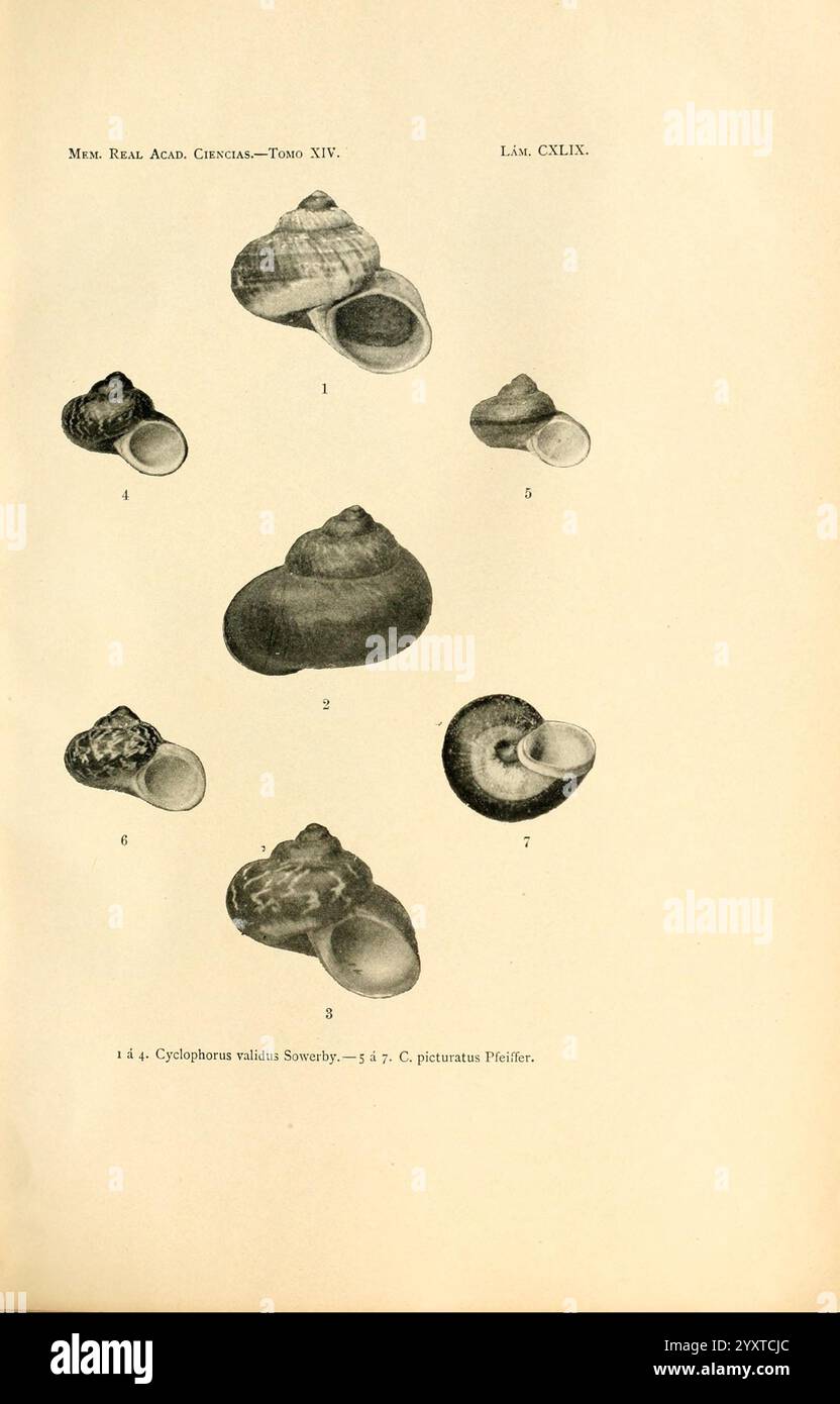 Memorias de la Real Academia de Ciencias Exactas, Fisicas y Naturales ...