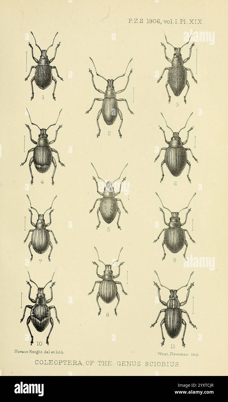 Series of detailed depictions of various species of insects hi-res ...