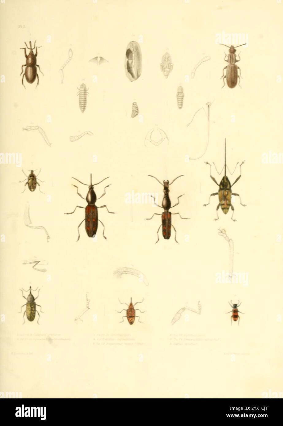 Informative representation of entomological study hi-res stock ...