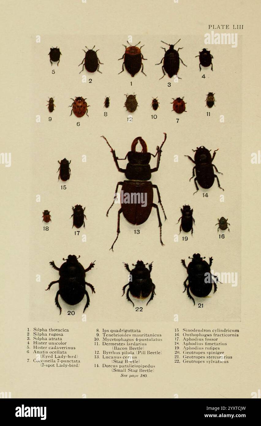 Insect life London, A. & C. Black, ltd, 1921. Arthropoda Entomology ...