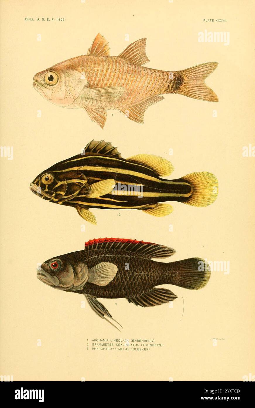Artwork displays three distinct fish species hi-res stock photography ...