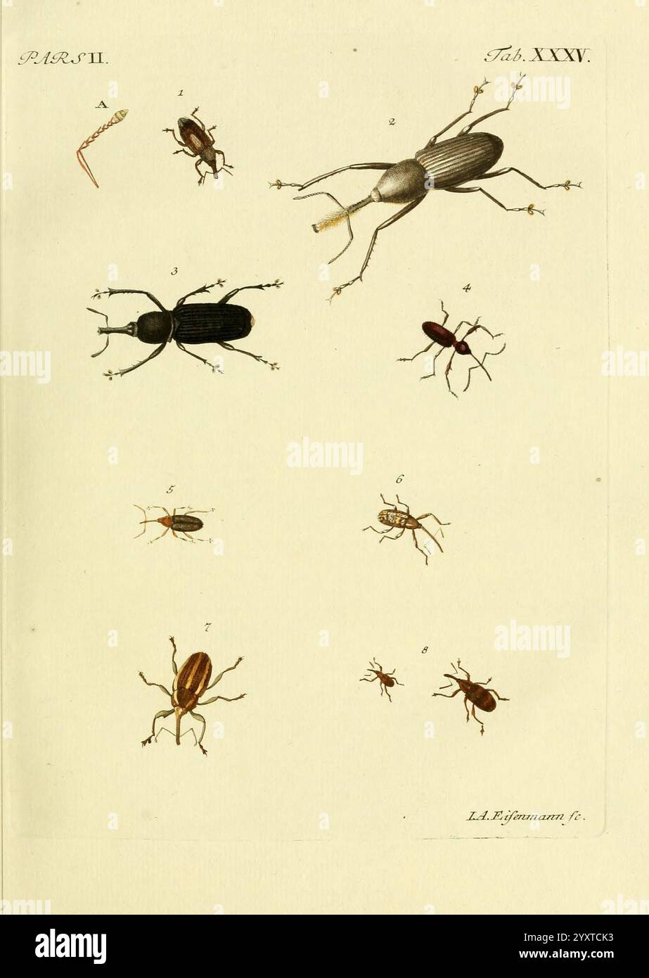 J.E. Voet, M. Doct, Catalogus systematicus coleopterorum = À la Haye ...