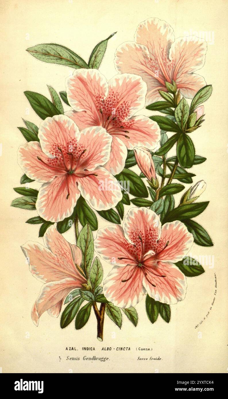 Azalea indica alba cincta hi-res stock photography and images - Alamy