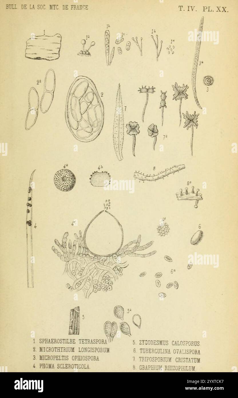 Scientific drawings showcasing hi-res stock photography and images - Alamy