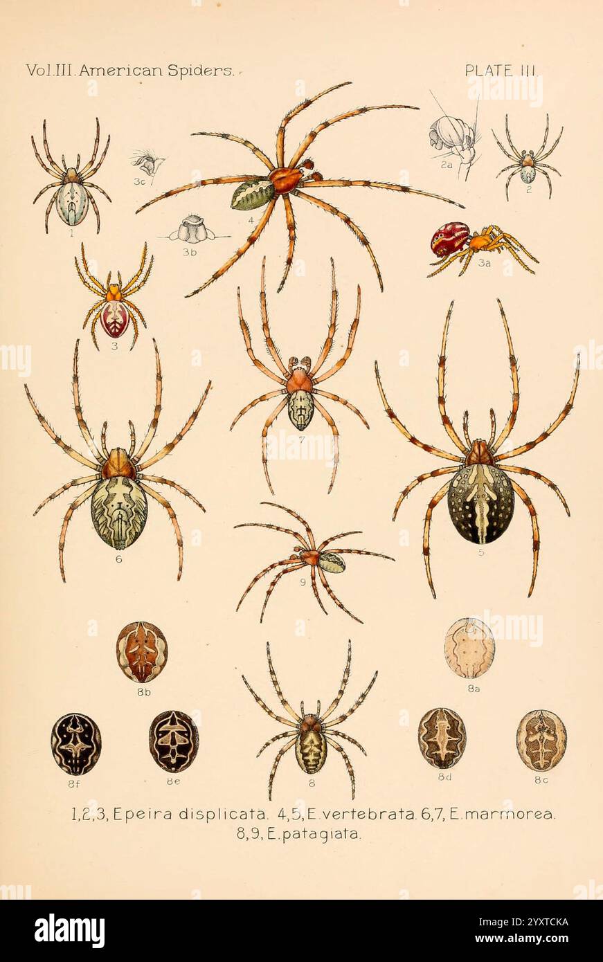 Various american spider species hi-res stock photography and images - Alamy