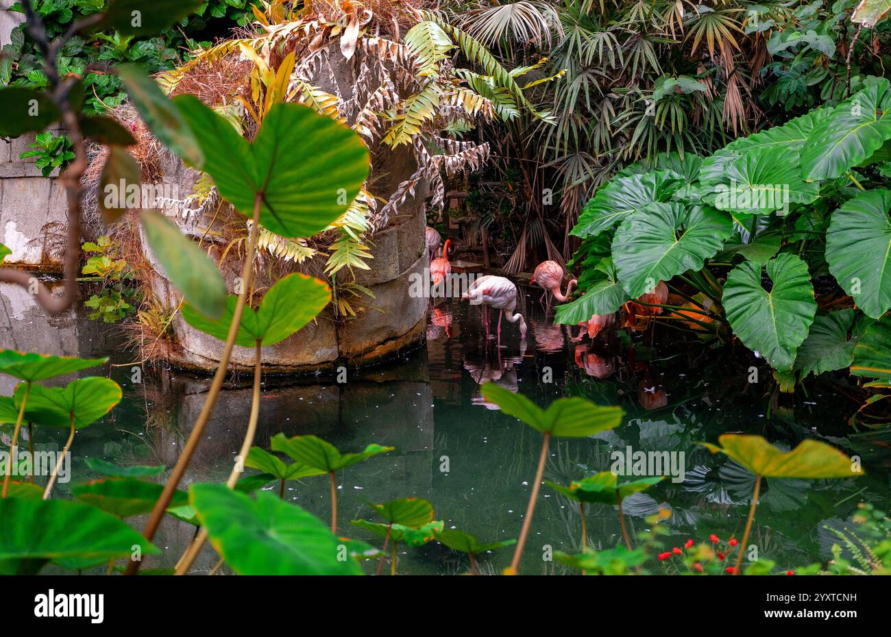 Artificial pond in a greenhouse with tropical plants Stock Photo - Alamy