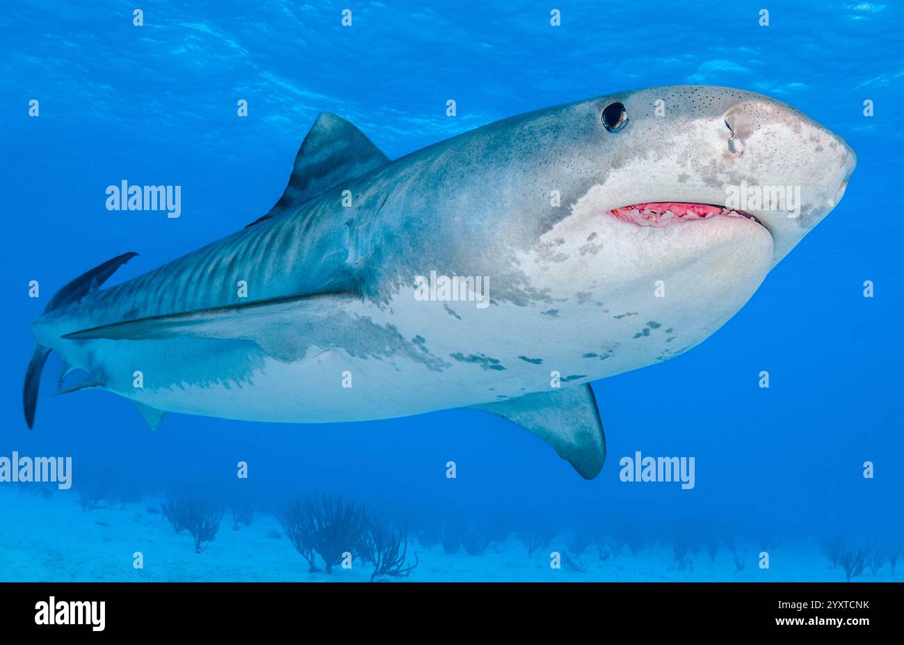 tiger shark, Galeocerdo cuvier, Grand Bahama, Bahamas, Atlantic Ocean ...