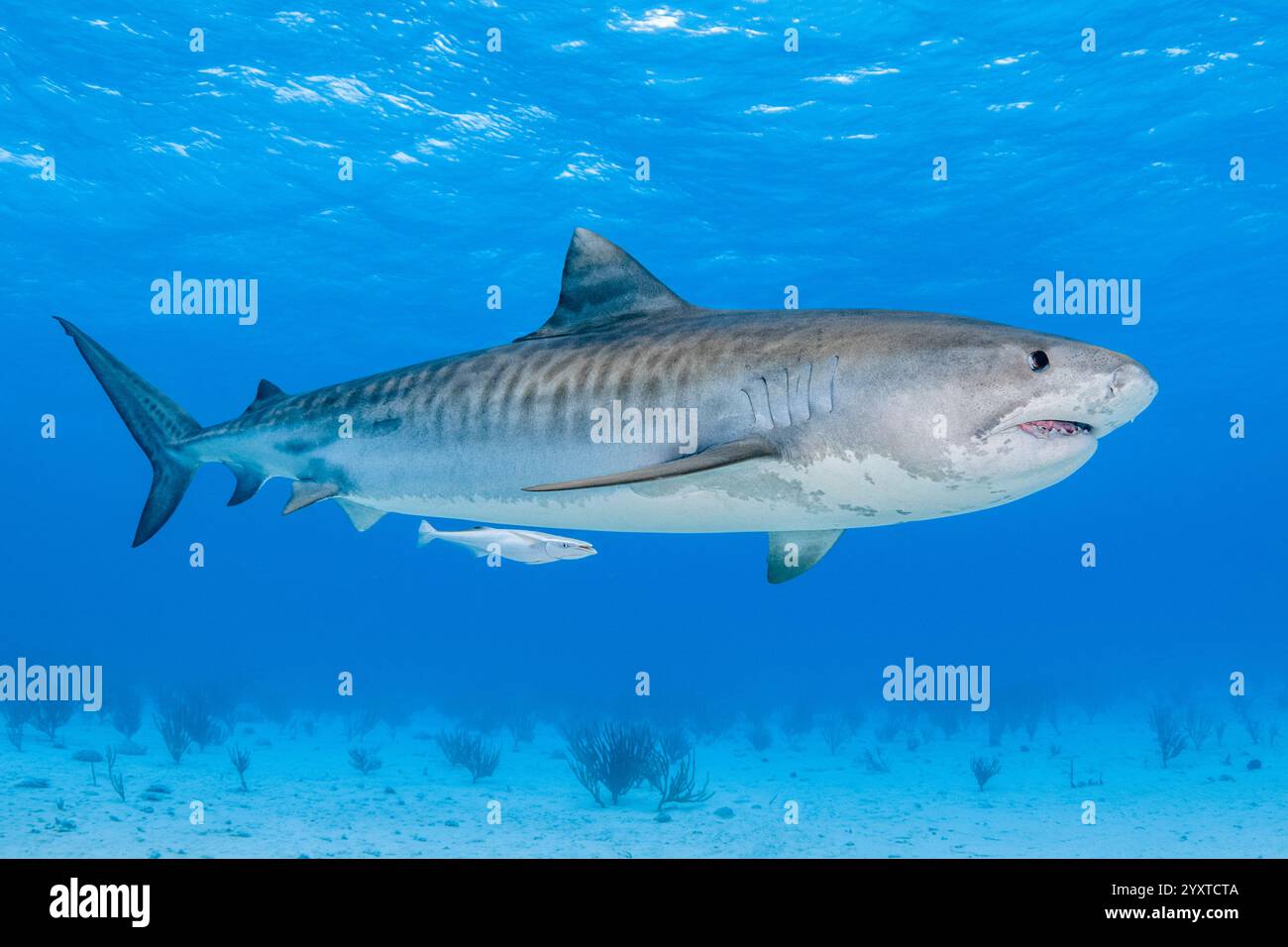 tiger shark, Galeocerdo cuvier, with slender sharksucker, Echeneis ...